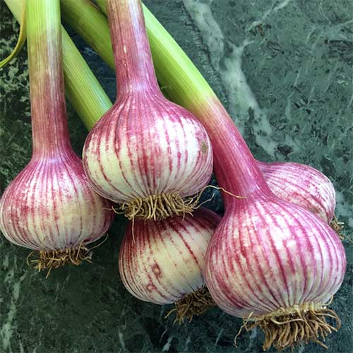 Slow Food Hunter Valley – Good, clean and fair food for all!