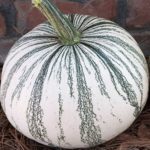 Pumpkin World – Slow Food Hunter Valley